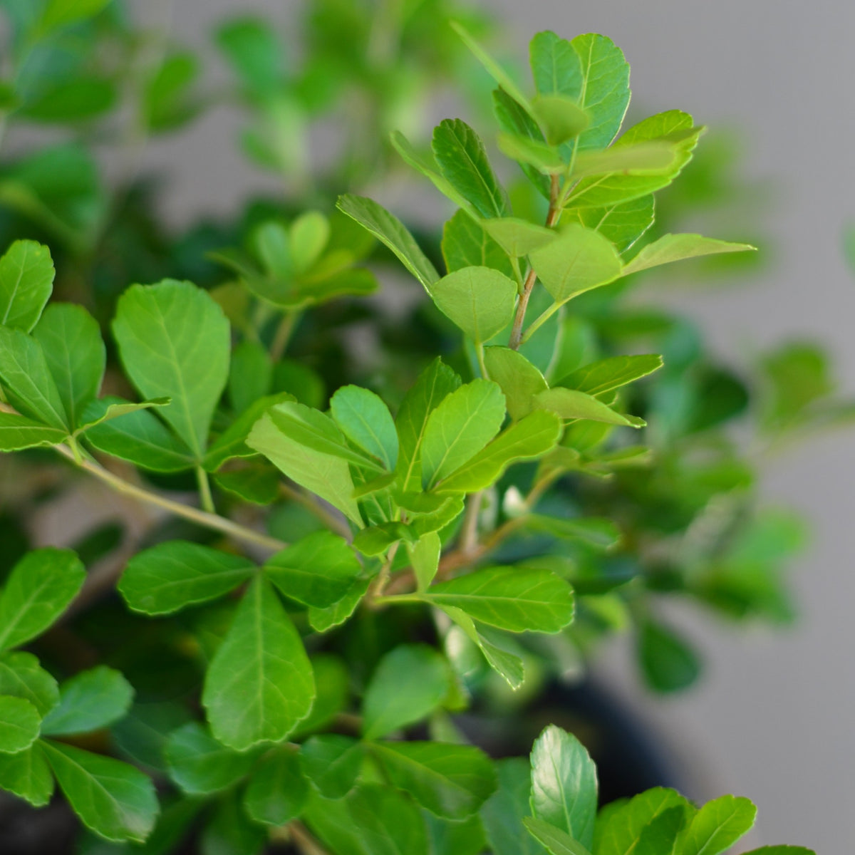 Buy Dune Crowberry Online Cape Town | Indigenous Coastal Plants – Cape ...