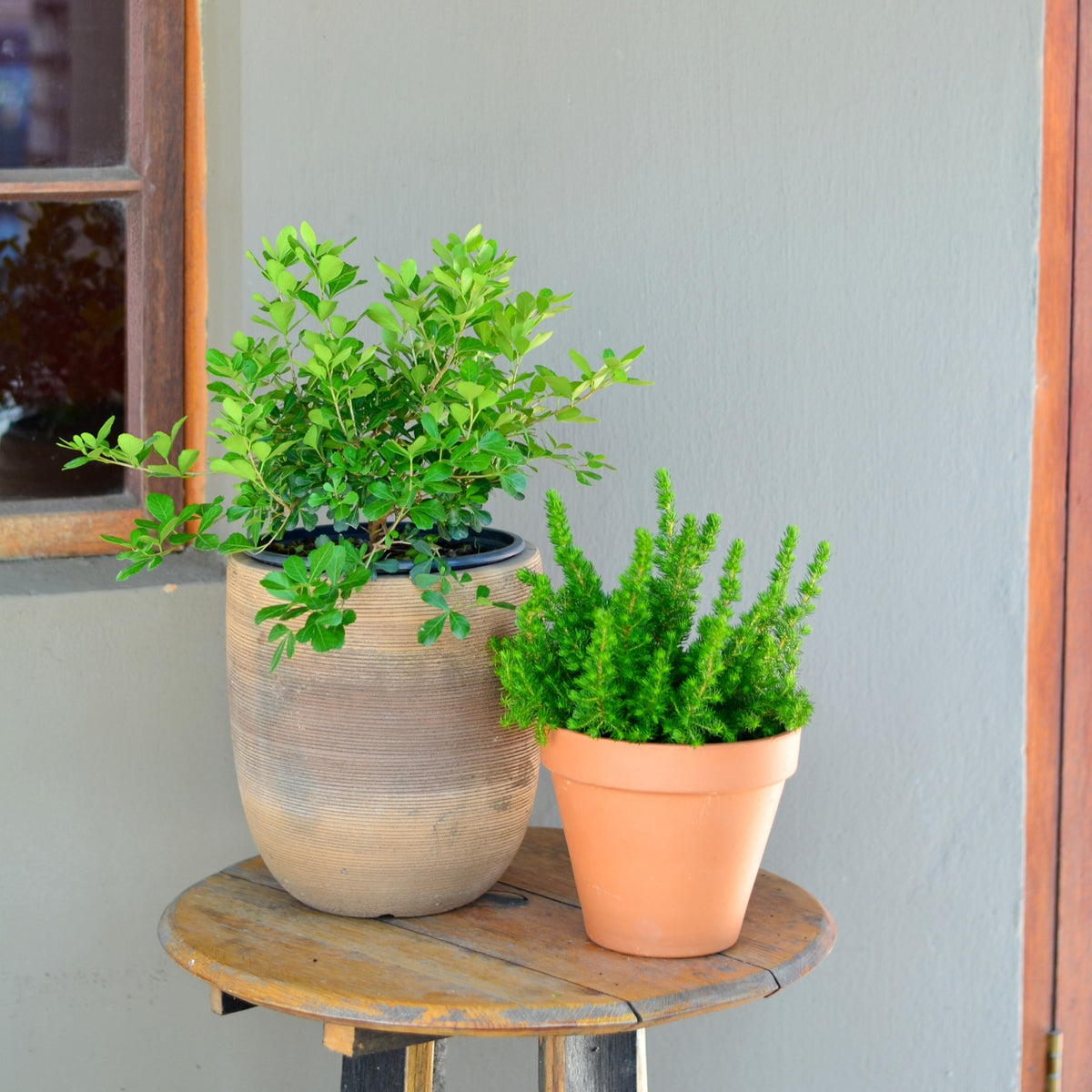 Buy Dune Crowberry Online Cape Town | Indigenous Coastal Plants – Cape ...