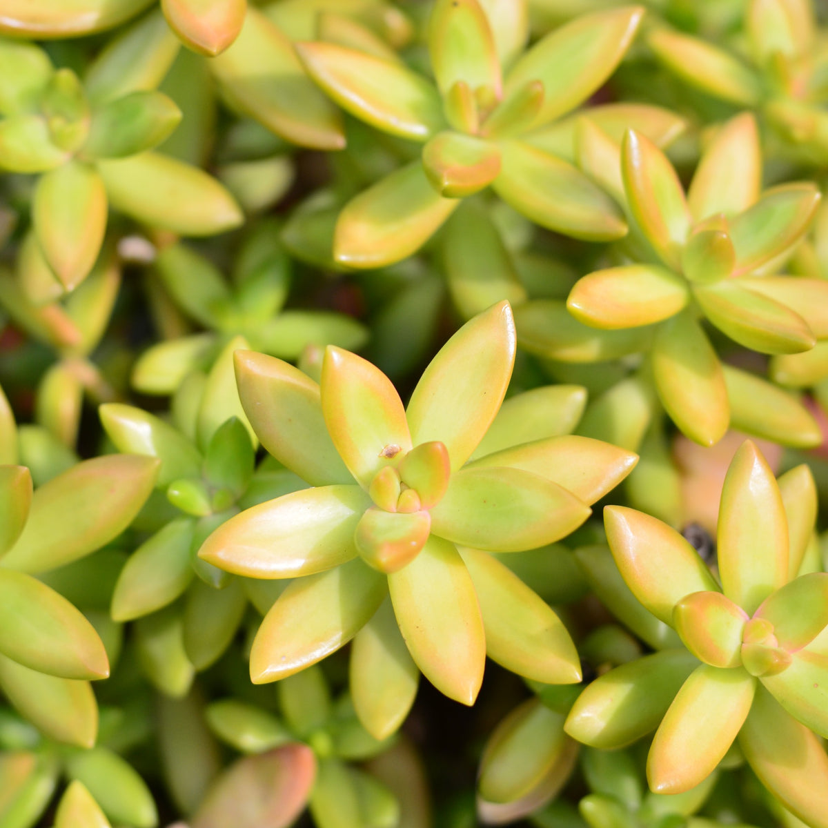 Coppertone Stonecrop | Sedum Nussbaumerianum – Cape Garden Online
