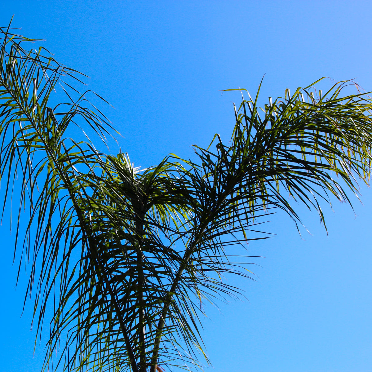 Queen Palm | Syagarus Cocus Palm | Cocos Plumosa – Cape Garden Online