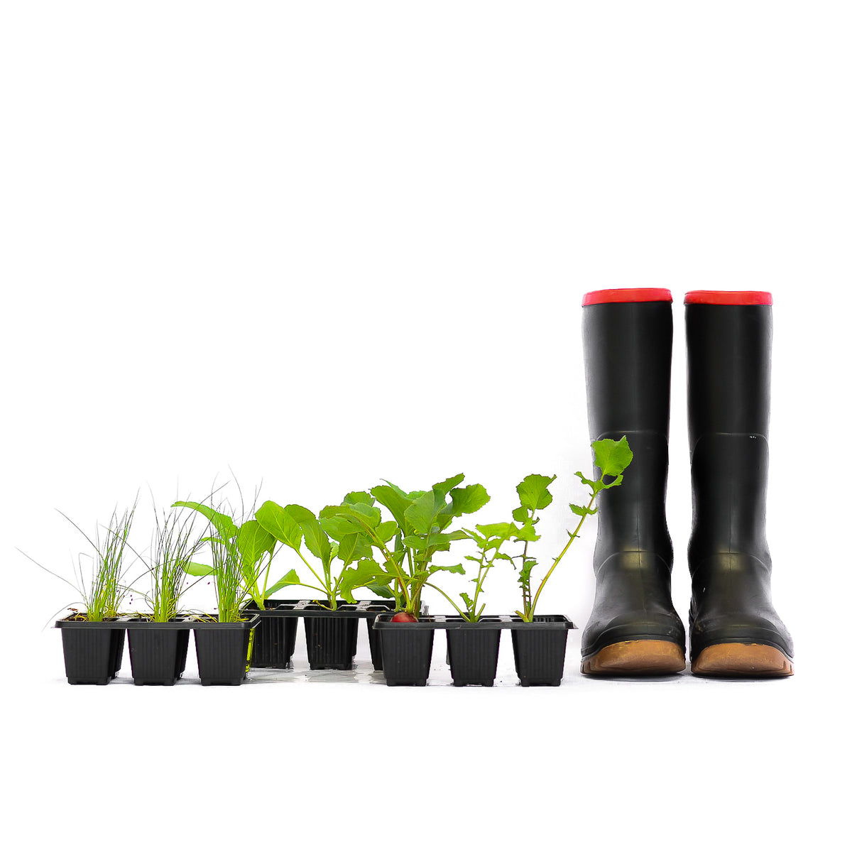 Tomato - Six Pack – Cape Garden Online