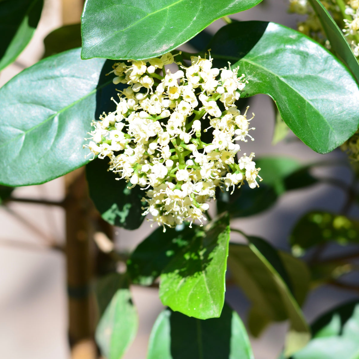 Sweet Viburnum | Viburnum Odoratissimum (sinensis) Std – Cape Garden Online