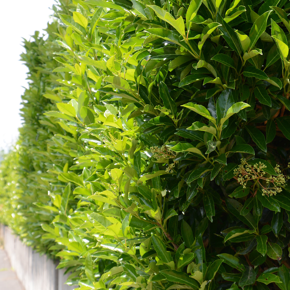 Viburnum sinensis Hedge Plant for sale - Cape Town – Cape Garden Online