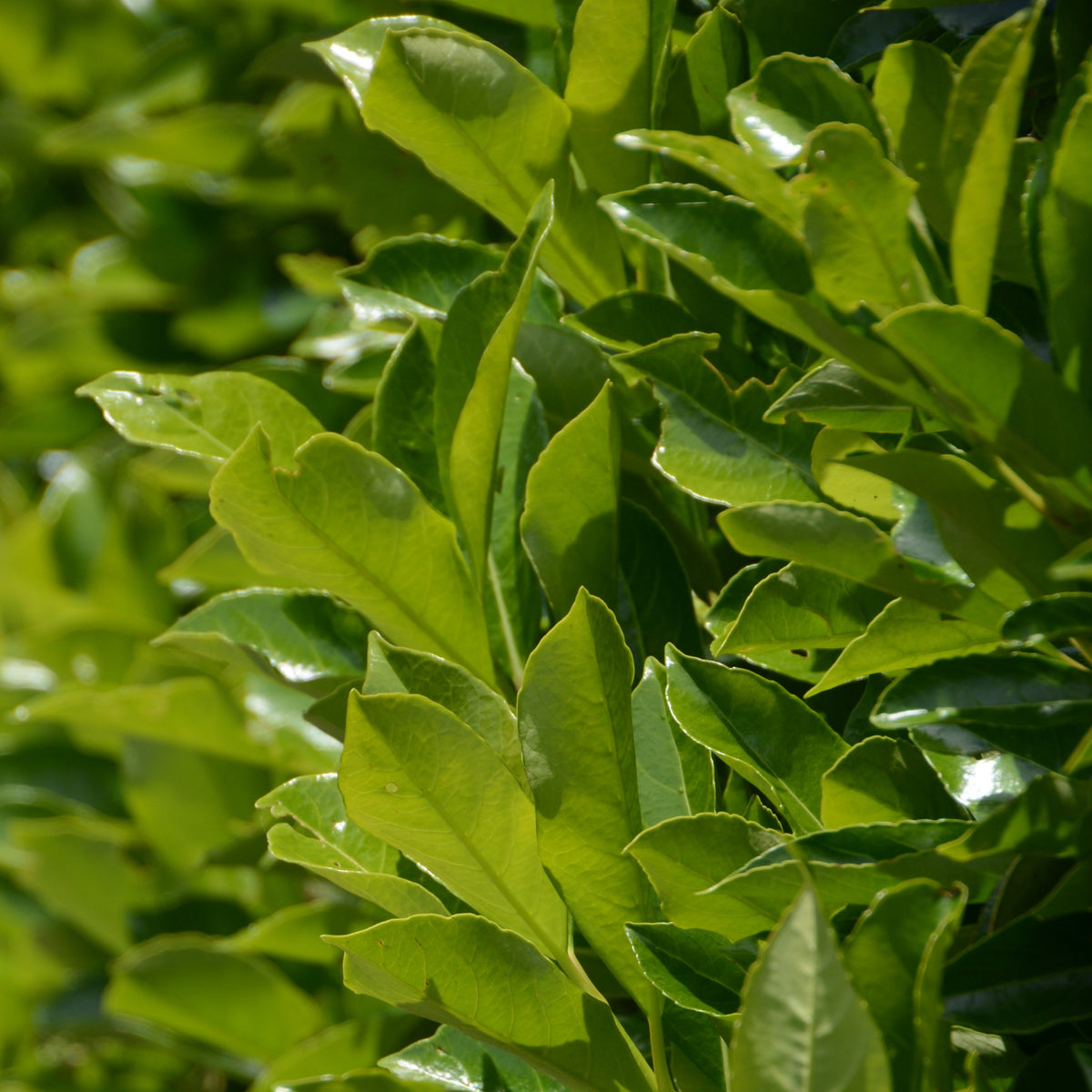 Sweet Viburnum | Viburnum Odoratissimum (sinensis) – Cape Garden Online