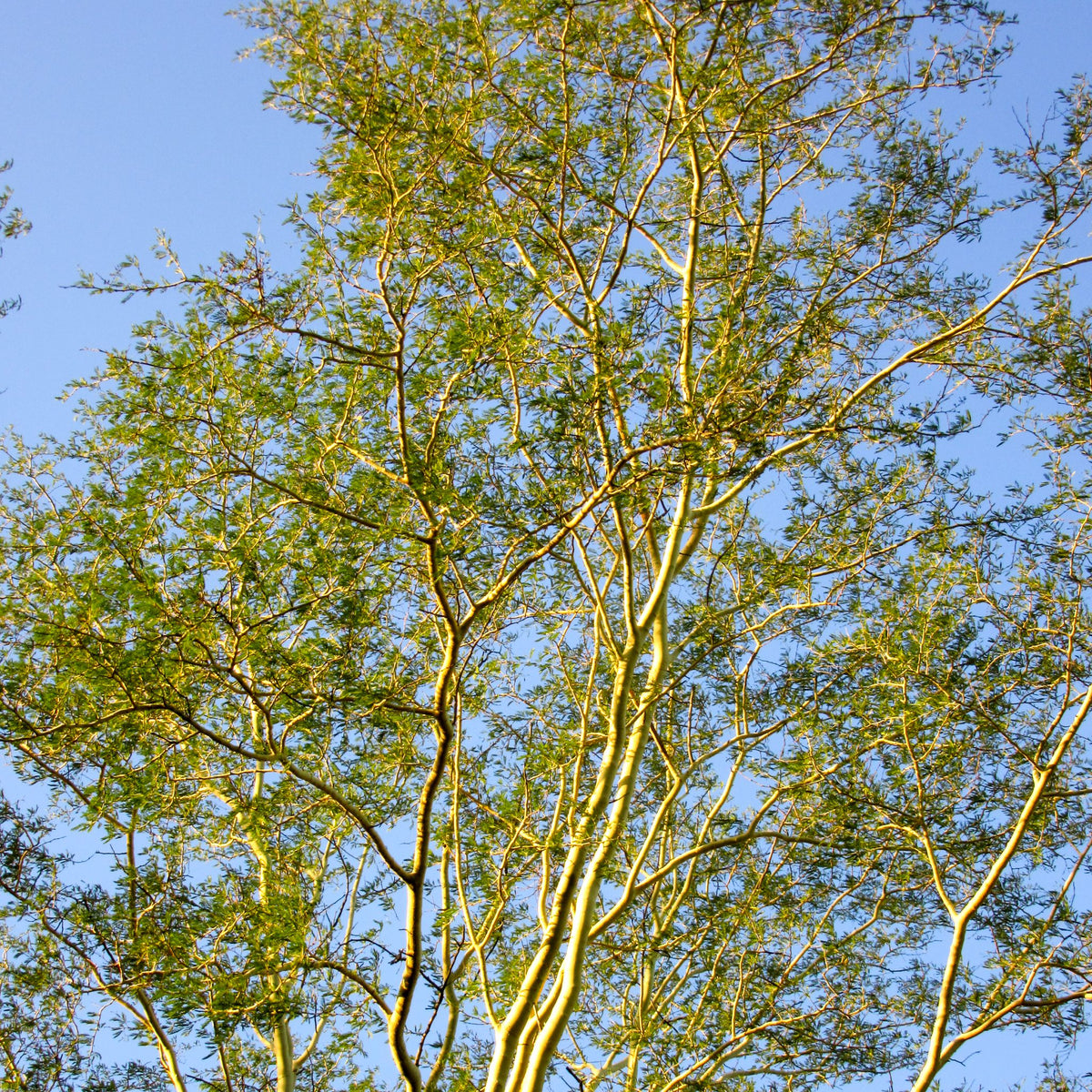 Buy Fever Tree Online Cape Town | Best Indigenous African Trees – Cape ...