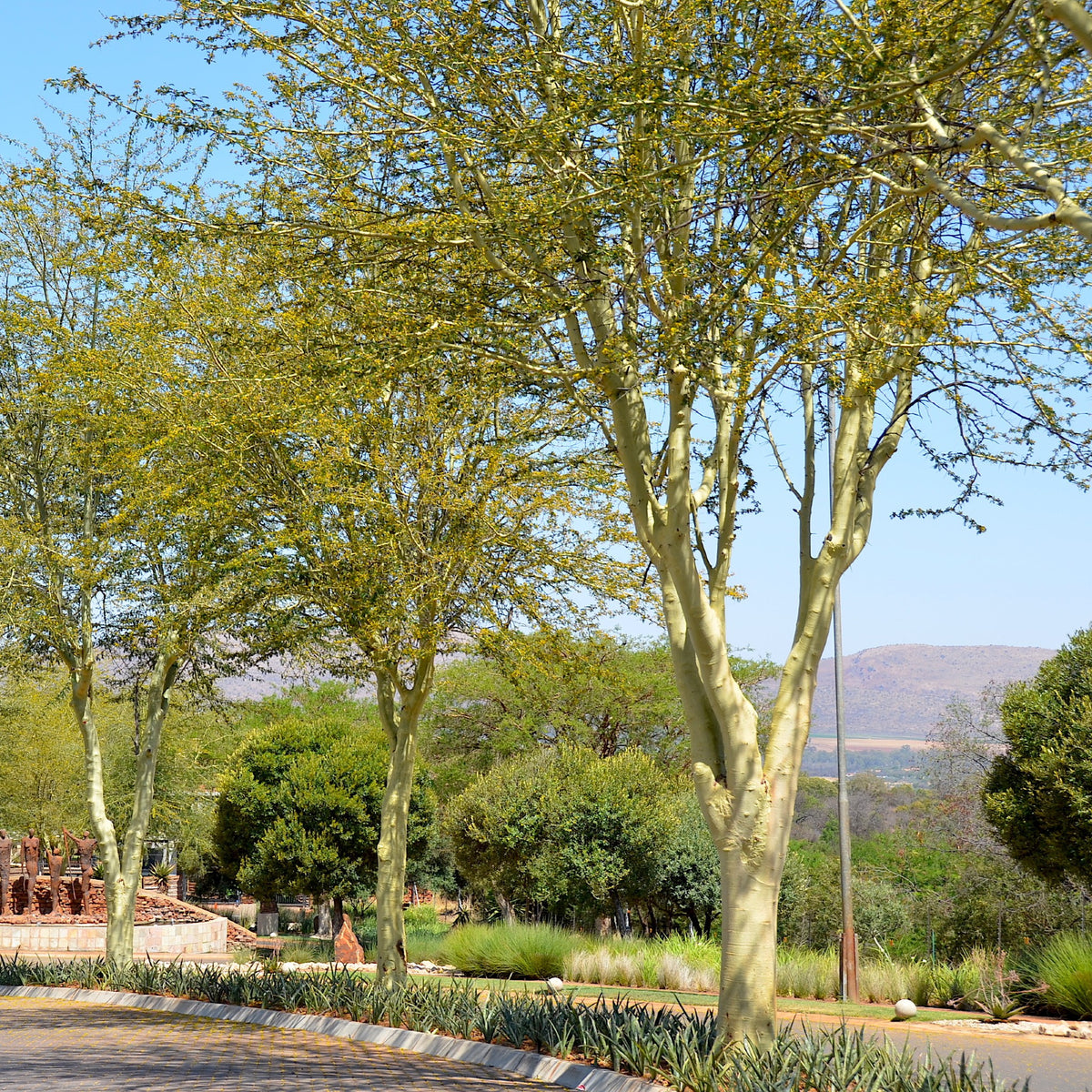 Buy Fever Tree Online Cape Town | Best Indigenous African Trees – Cape ...