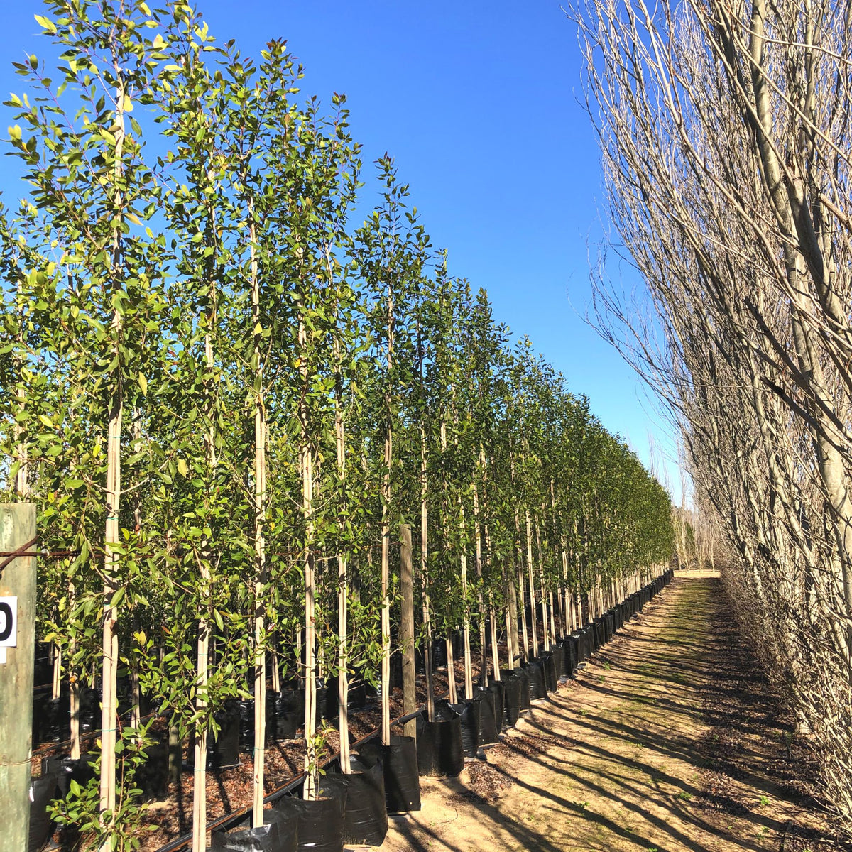 'Water Pear'- Indigenous Shade Tree For Sale Cape Town – Cape Garden Online