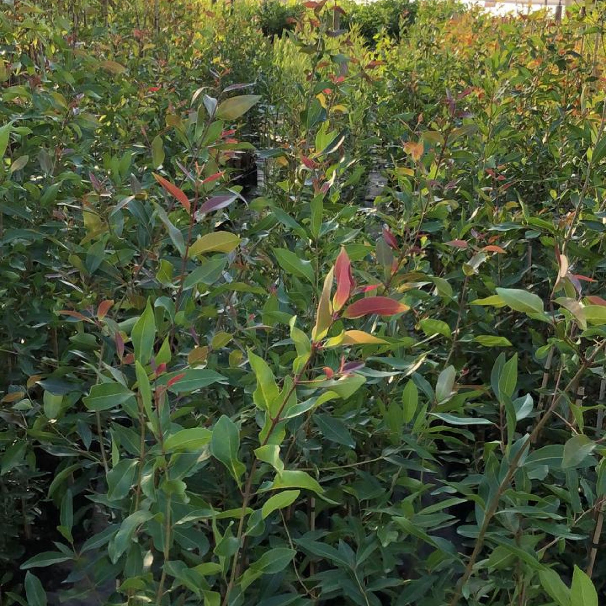 'Water Pear'- Indigenous Shade Tree For Sale Cape Town – Cape Garden Online